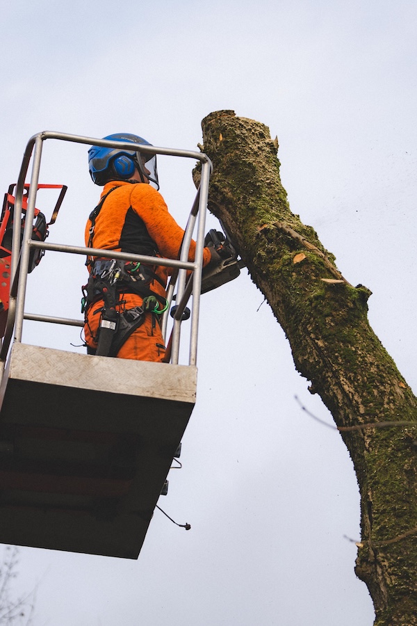 Sectional Tree Felling in Confined Spaces | Benson's Tree Surgery Glasgow